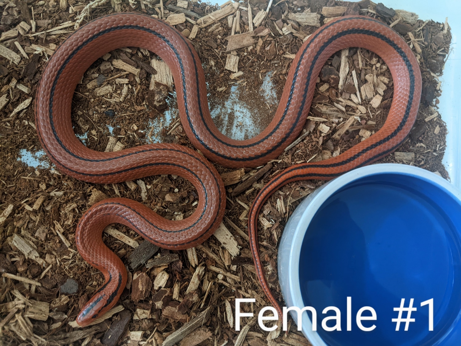 Coxi Bamboo Rat Snake by California Breeders Union - MorphMarket