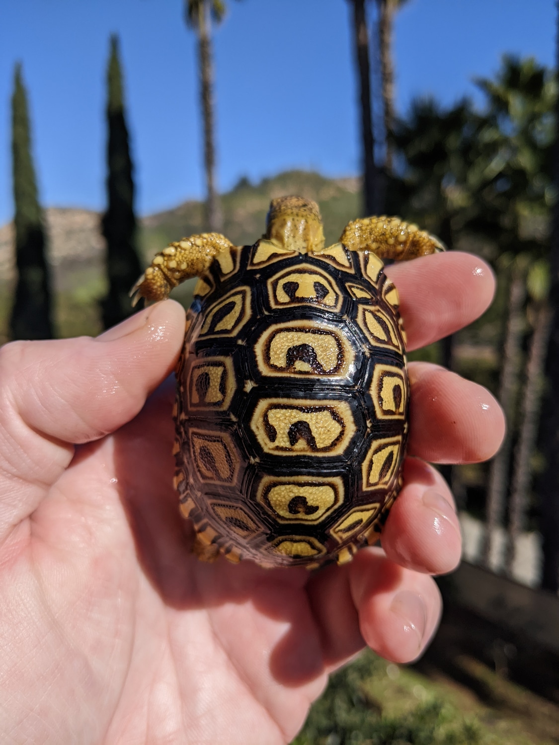 RSA Giant Split Scute Leopard Tortoise by Jordan Russell - MorphMarket