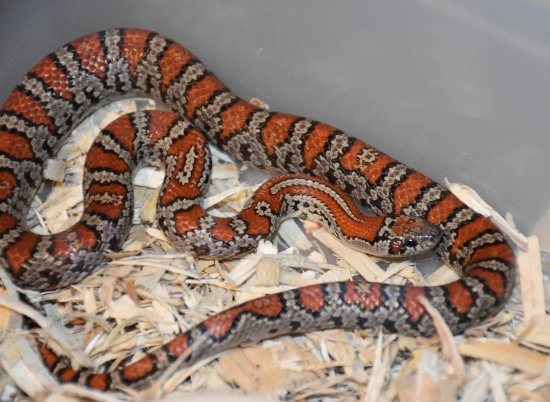 Stripe/Granite Mex Mex Pair San Luis Potosi Kingsnake by Jordan Russell