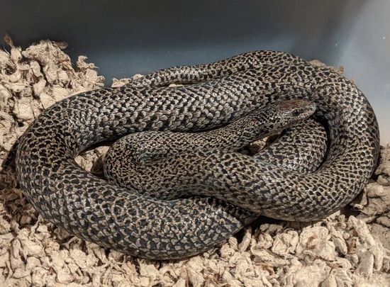 Granite Mex Mex Trio San Luis Potosi Kingsnake by Jordan Russell