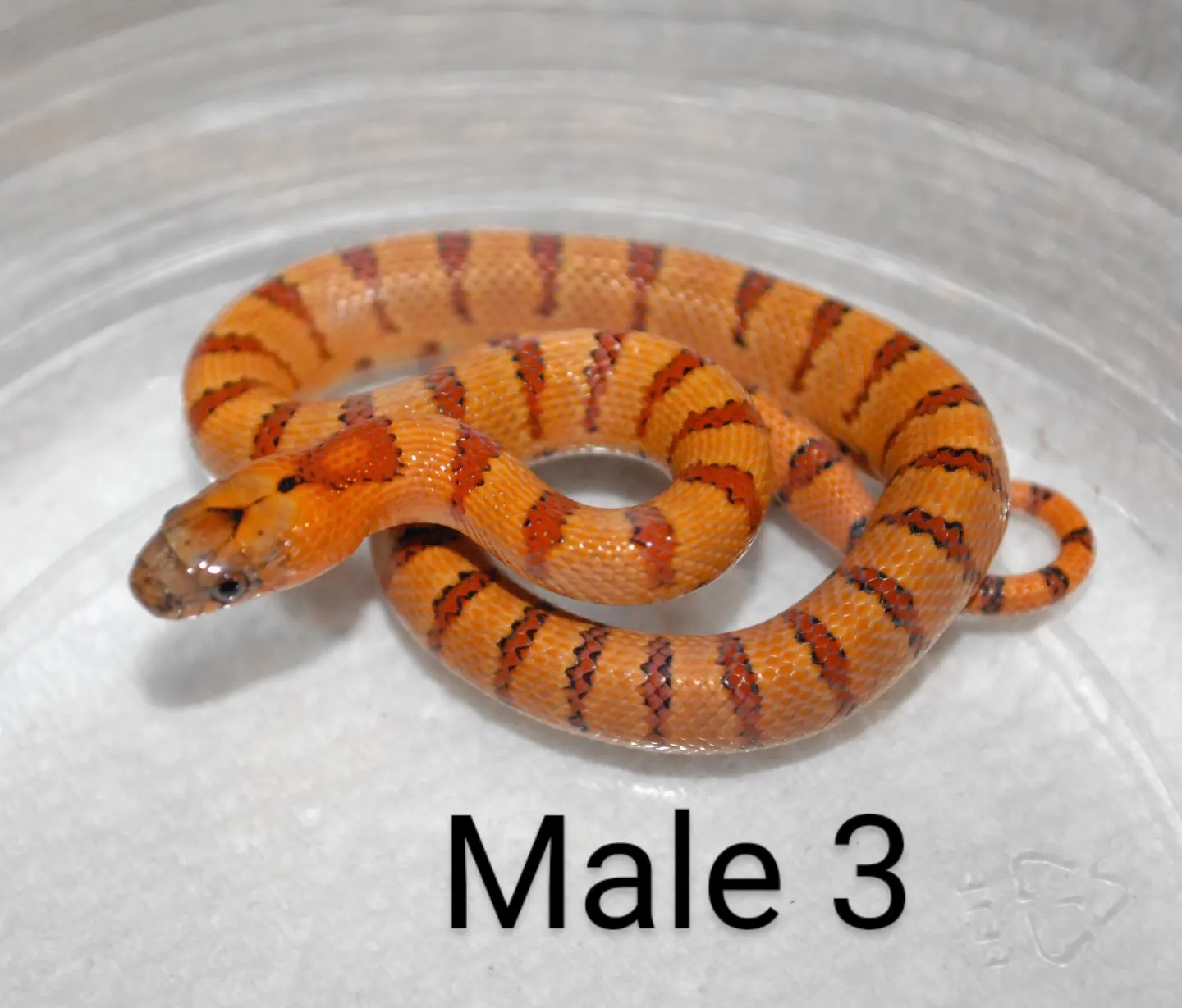 Variable Kingsnake #3 Nuevo Leon Kingsnake by Jordan Russell - MorphMarket