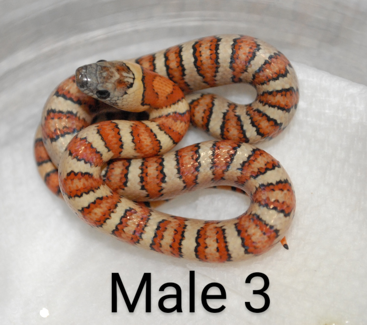 Variable Kingsnake Male #3 Nuevo Leon Kingsnake by Jordan Russell ...