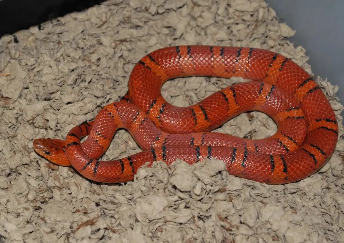 MSP Variable Kingsnake Male Nuevo Leon Kingsnake by Jordan Russell ...