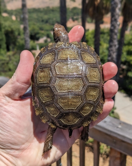 Manouria Emys Emys Asian Brown Tortoise by Jordan Russell