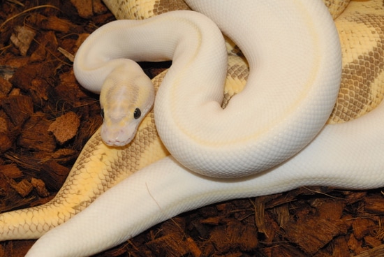OD Enchi Fire Ivory Ball Python by Jordan Russell