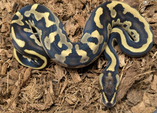 Enchi Leopard Fire Yellowbelly Tri-Stripe Ball Python by Jordan Russell
