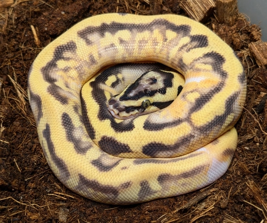 Pastel Enchi Fire GeneX Pied 50% Het Clown Ball Python by Jordan Russell
