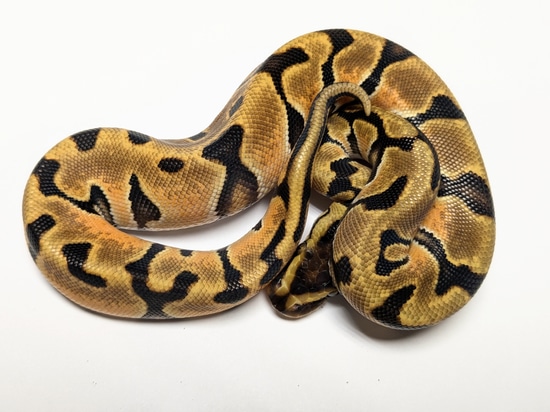 Super Orange Dream Enchi 100% Het Clown Ball Python by Jordan Russell