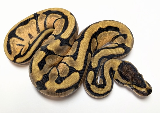 Enchi 100% Double Het Tri-Stripe Pied Ball Python by Jordan Russell