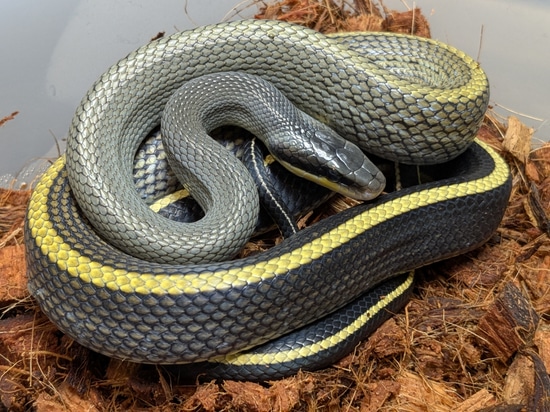 Sumatran Cave Dwelling Beauty Rat Snake by Jordan Russell