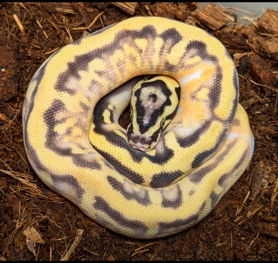 Pastel Enchi Fire GeneX Pied 50% Het Clown Ball Python by Jordan Russell