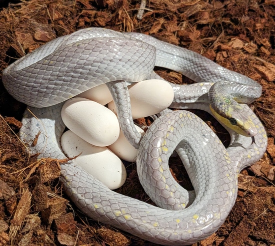 F1 CB 25' Java Silver Red-Tailed Green Rat Snake by Jordan Russell