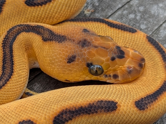 Super Orange Dream Blade Clown Ball Python by Jordan Russell