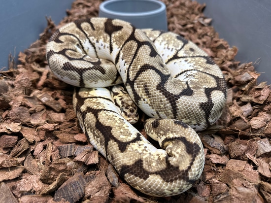 Bumble Bee Ball Python by Sloan Morphs