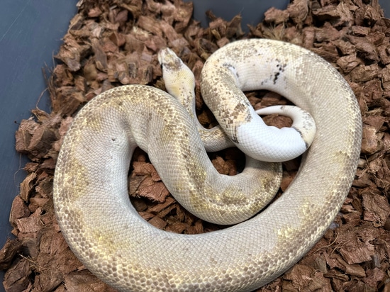 Pastel Champagne Het Red Axanthic Ball Python by Sloan Morphs