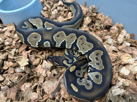 Blackhead Ball Python by Sloan Morphs