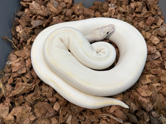Pastel Ivory Ball Python by Sloan Morphs