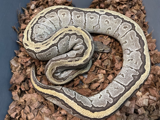 Mojave Pinstripe Ball Python by Sloan Morphs