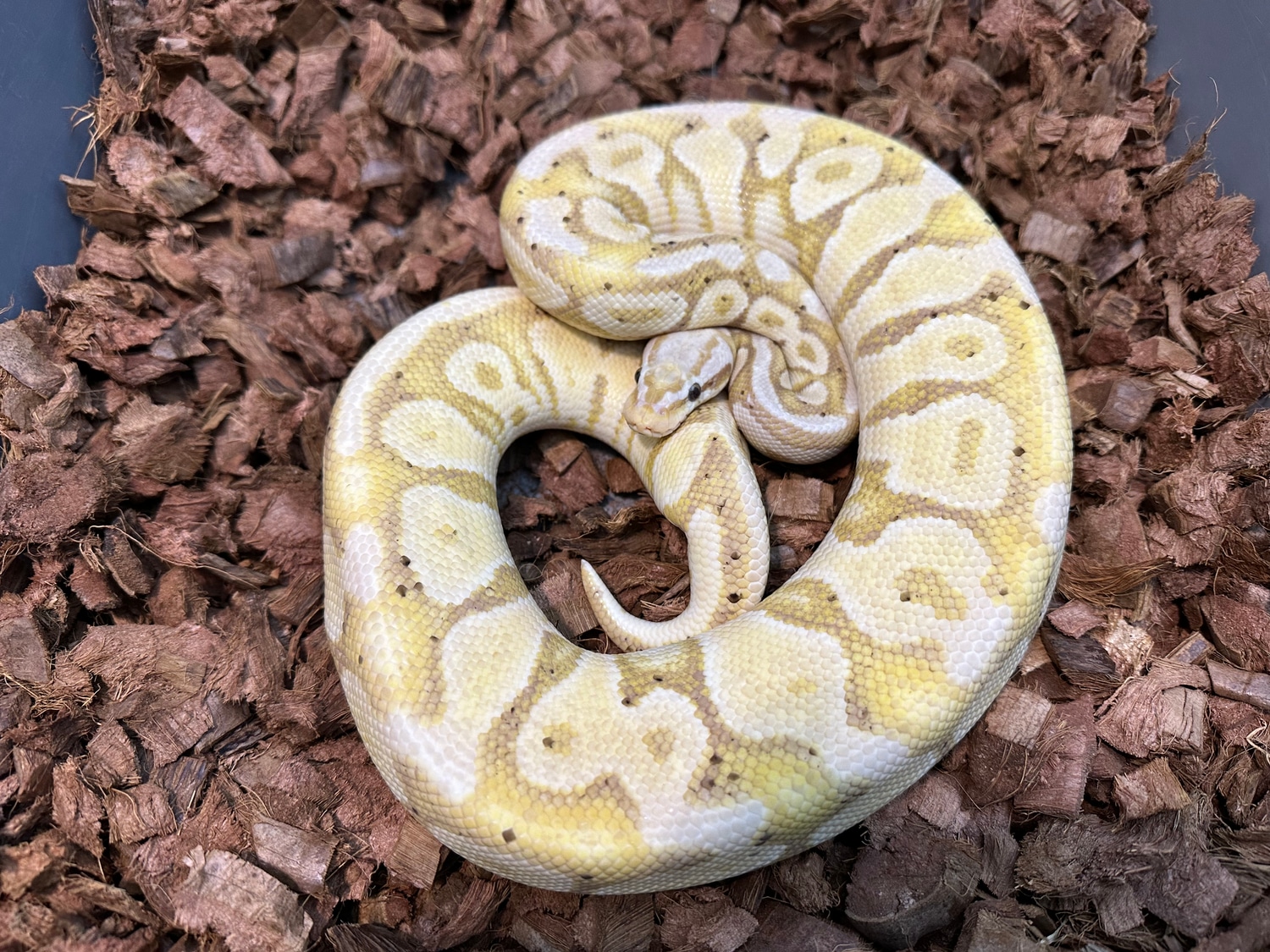 Pastel Banana Het Clown Ball Python by Sloan Morphs - MorphMarket