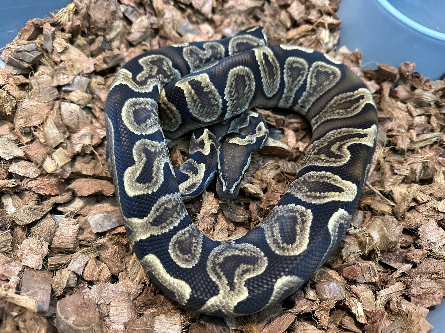 GHI Het Lavender Albino Ball Python by Sloan Morphs - MorphMarket