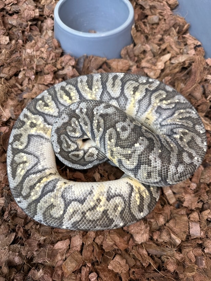Super Pastel HGW Granite Ball Python by Sloan Morphs