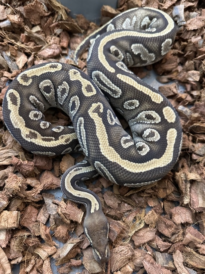 Phantom Het Pied Ball Python by Sloan Morphs