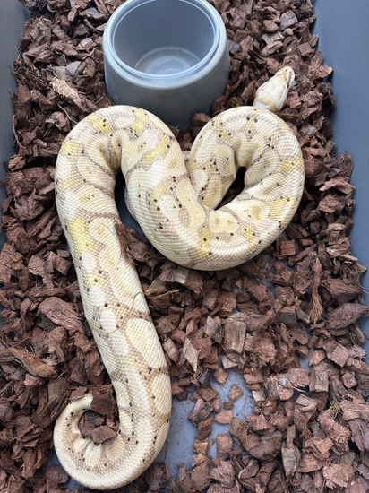Pastel Coral Glow Ball Python by Sloan Morphs