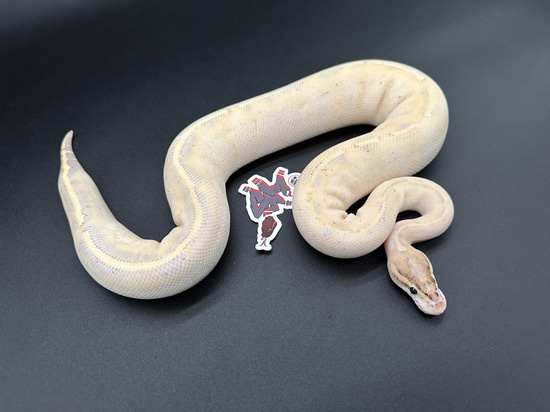 Highway Ball Python by Sloan Morphs