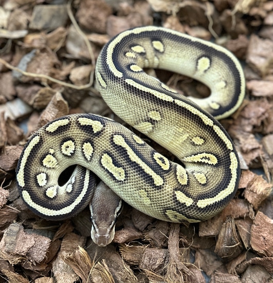 Pastel Mojave Stranger Ball Python by Sloan Morphs