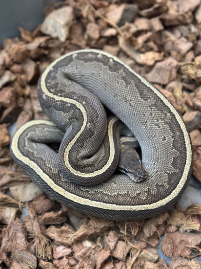 Blackhead Pinstripe Het Hypo Poss Mojave Ball Python by Sloan Morphs