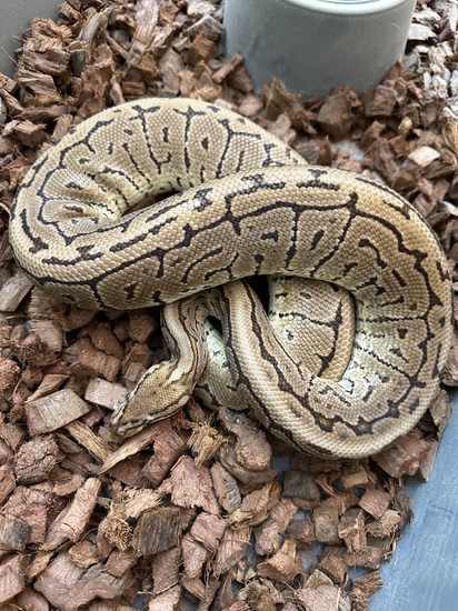 Spotnose Pinstripe Ball Python by Sloan Morphs