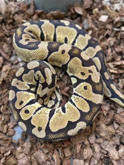 Pastel Het Puzzle Ball Python by Sloan Morphs