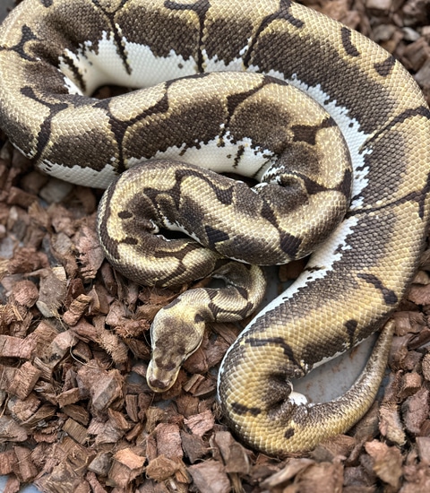 Enchi Spider Het Cryptic Ball Python by Sloan Morphs