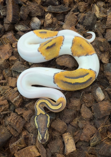 Pied Het Lavender Albino Ball Python by Sloan Morphs