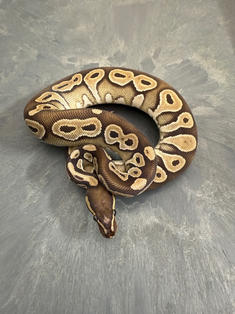 Scaleless Head Mojave
