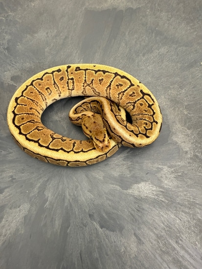 Spotnose Pinstripe Het Clown Ball Python by Sloan Morphs