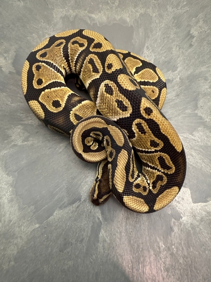 Normal Dbl Het VPI Axanthic Het Clown Ball Python by Sloan Morphs