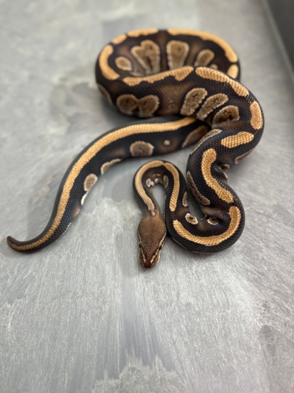 Stranger Ball Python by Sloan Morphs