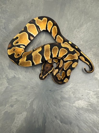 OD 66%het Puzzle Ball Python by Sloan Morphs
