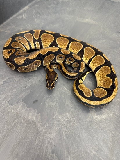 100%het Candy 50%het Pied Ball Python by Sloan Morphs