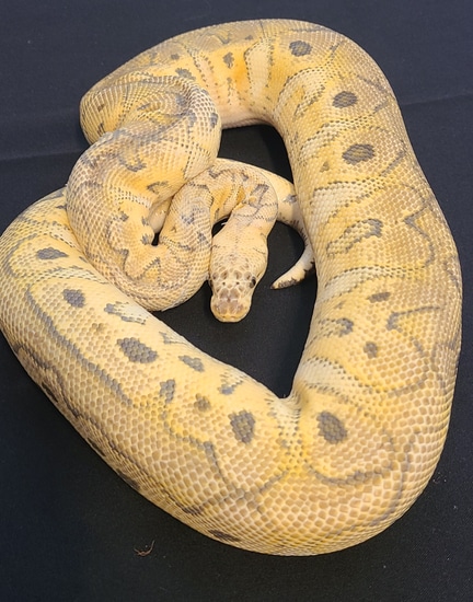 Super Pastel Clown RTB Ball Python by Hutches Clutches
