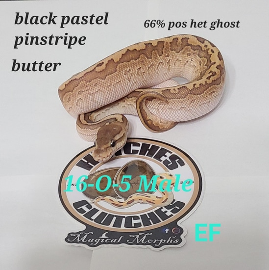 Black Pastel - Butter - Pinstripe - 66% Hypo Ball Python by Hutches Clutches