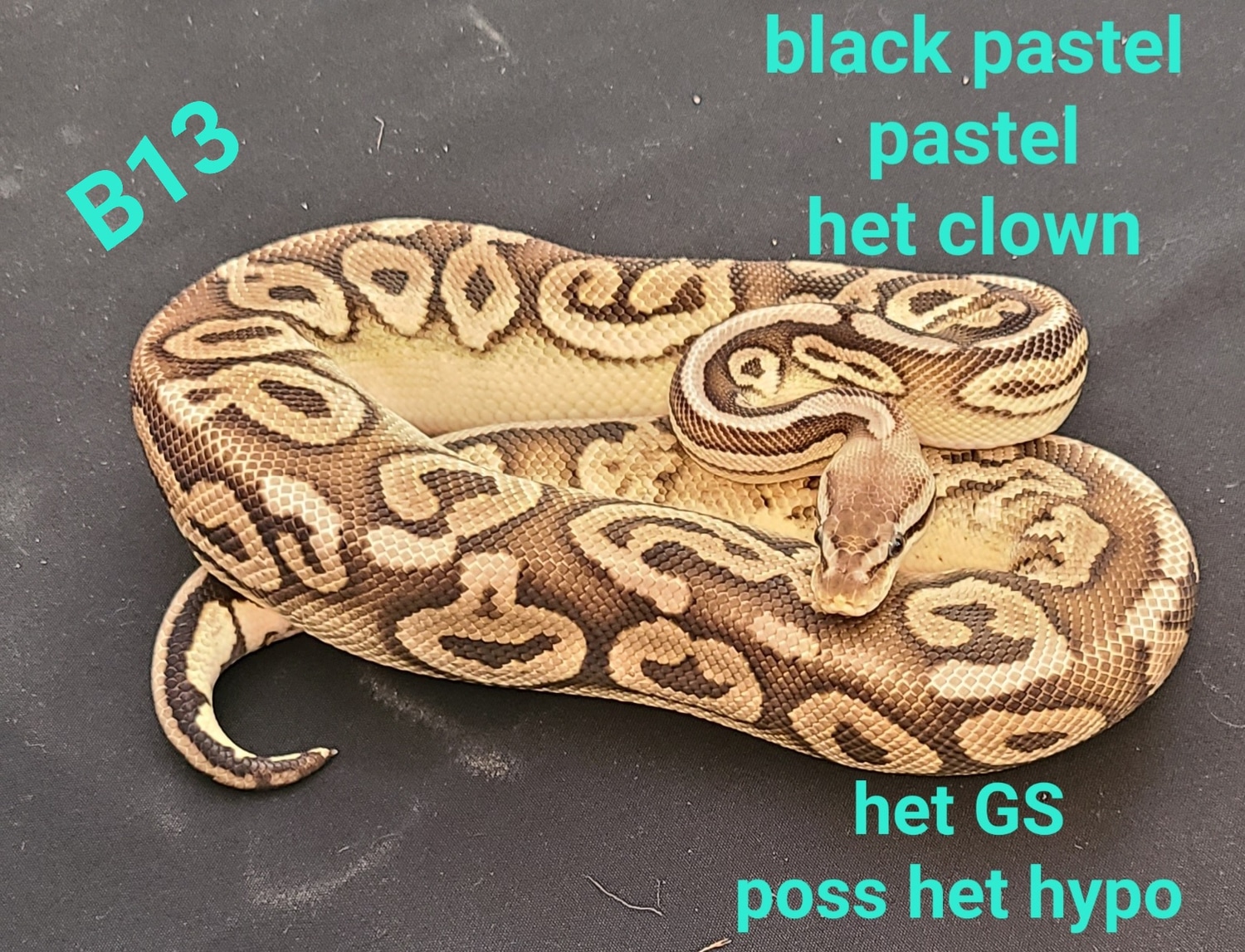 Black Pastel Pastel Blade TH Clown/GS/66% Hypo Ball Python by Hutches Clutches - MorphMarket