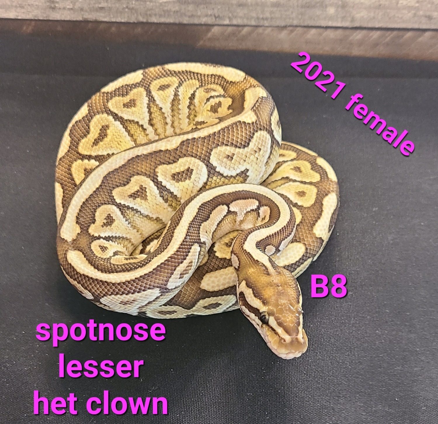 Spotnose Lesser Het Clown Ball Python by Hutches Clutches - MorphMarket