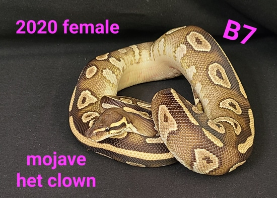 Mojave Het Clown Ball Python by Hutches Clutches