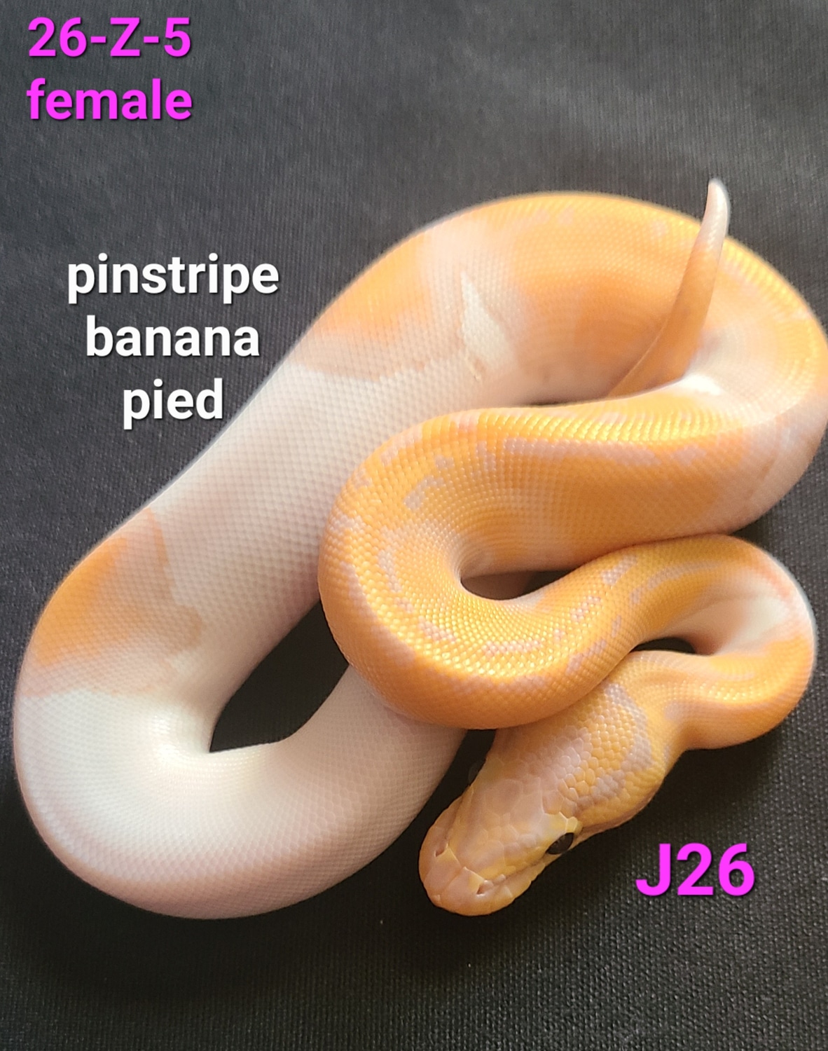 Banana Pinstripe Piebald GORGEOUS Ball Python by Hutches Clutches ...