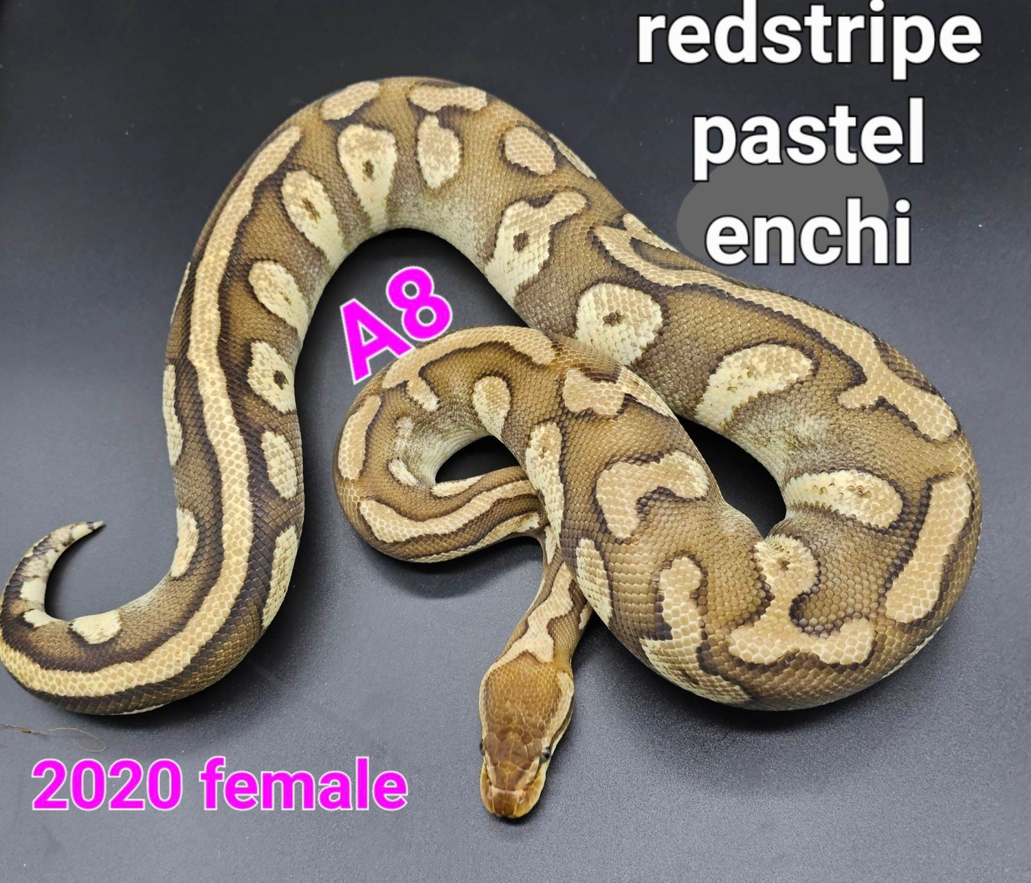 Red Stripe Pastel Enchi Ball Python by Hutches Clutches - MorphMarket