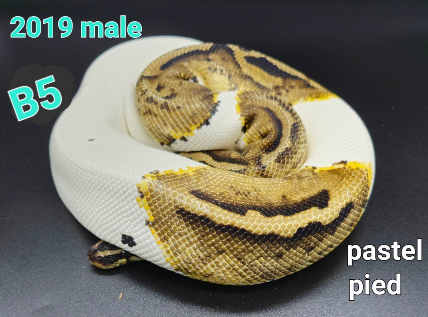 Pastel Piebald Ball Python by Hutches Clutches - MorphMarket