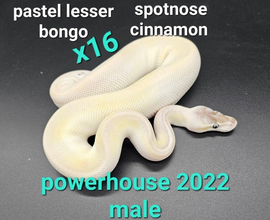 Pastel, Lesser, Spotnose, Bongo, Cinnamon Ball Python by Hutches Clutches