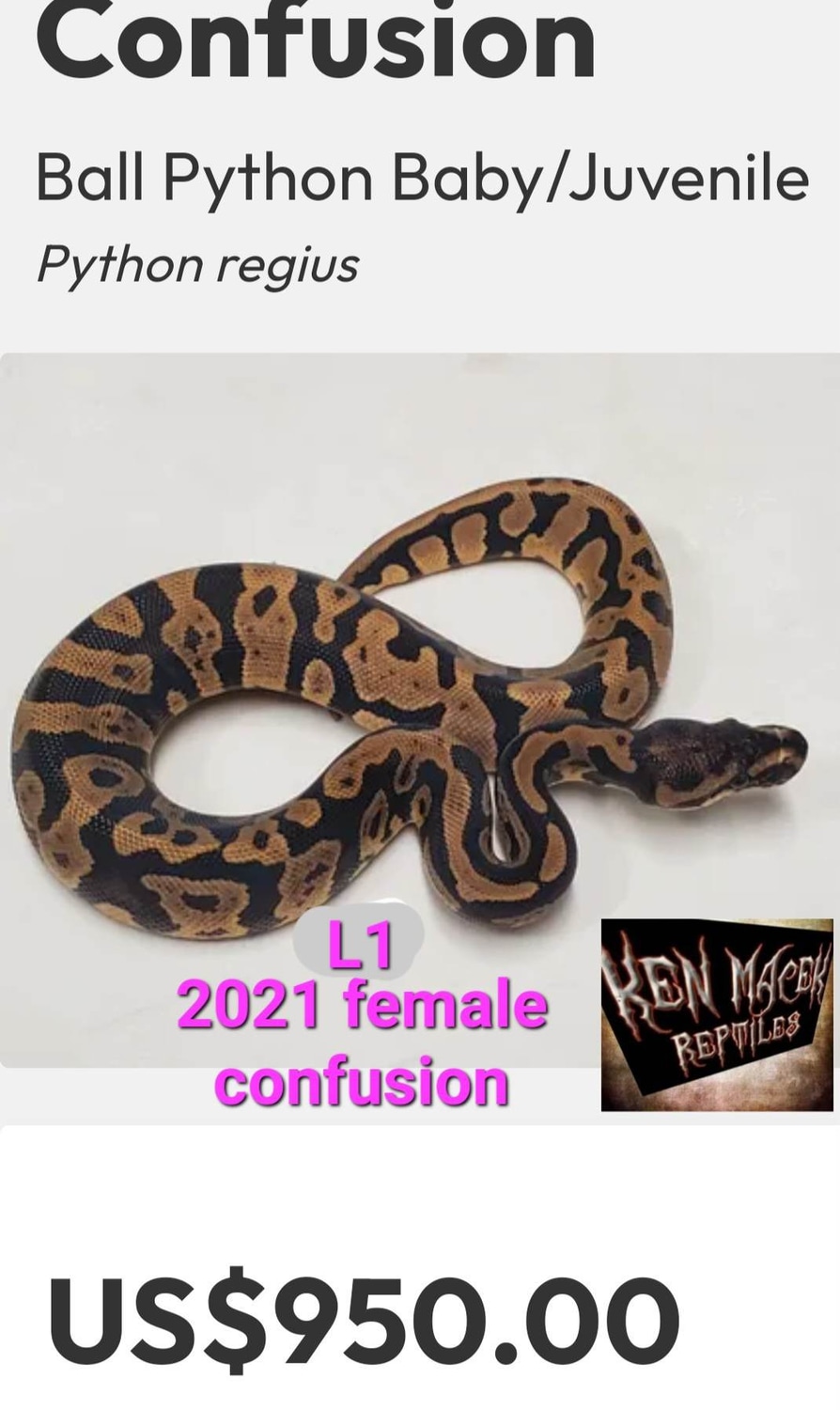 Confusion From Ken Macek Ball Python by Hutches Clutches - MorphMarket